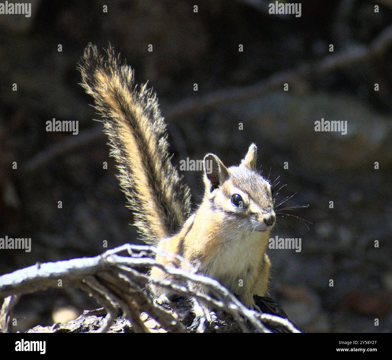 Western Chipmunks (Neotamias) Mammalia Stock Photo - Alamy