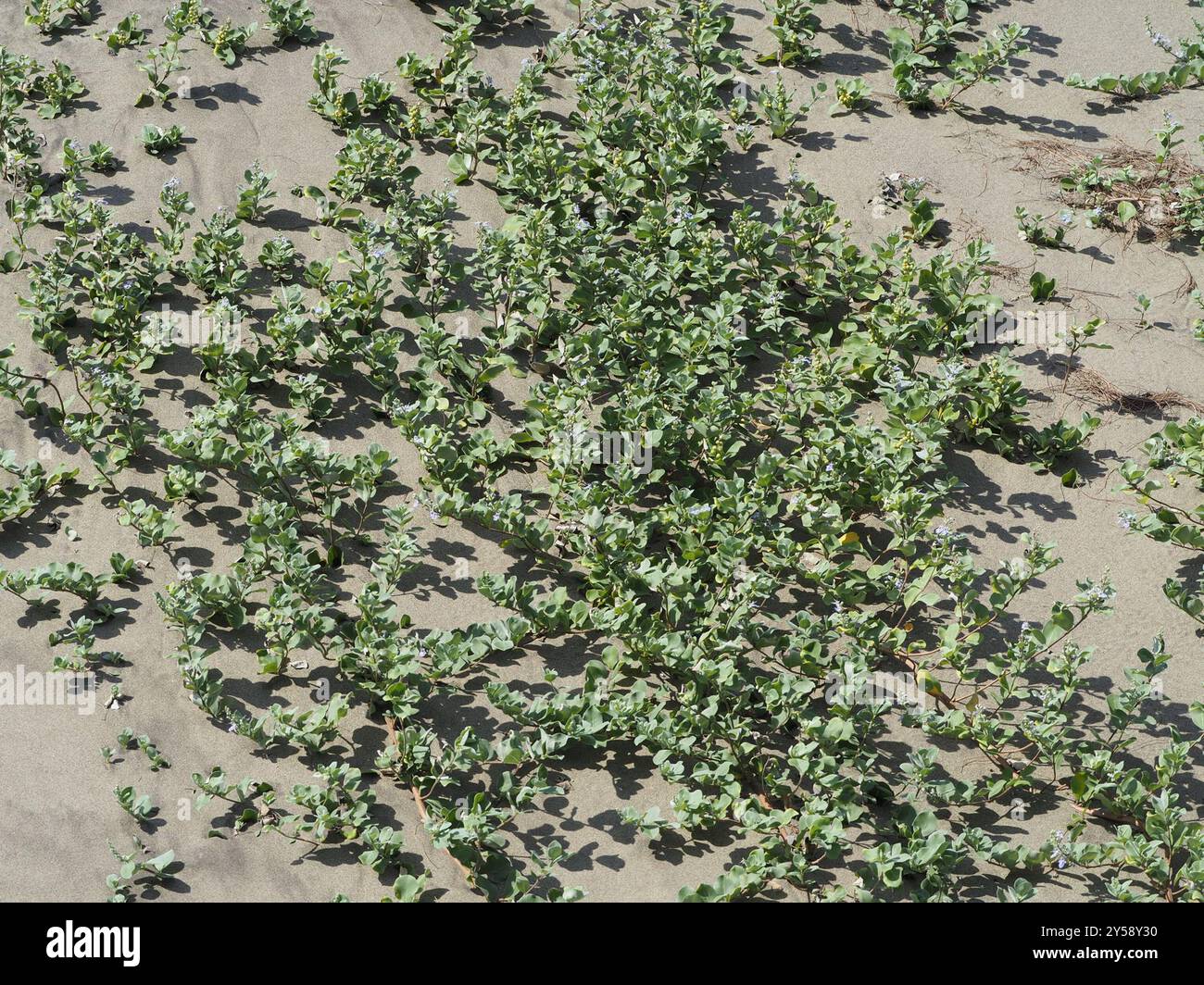 Beach Vitex (Vitex rotundifolia) Plantae Stock Photo - Alamy