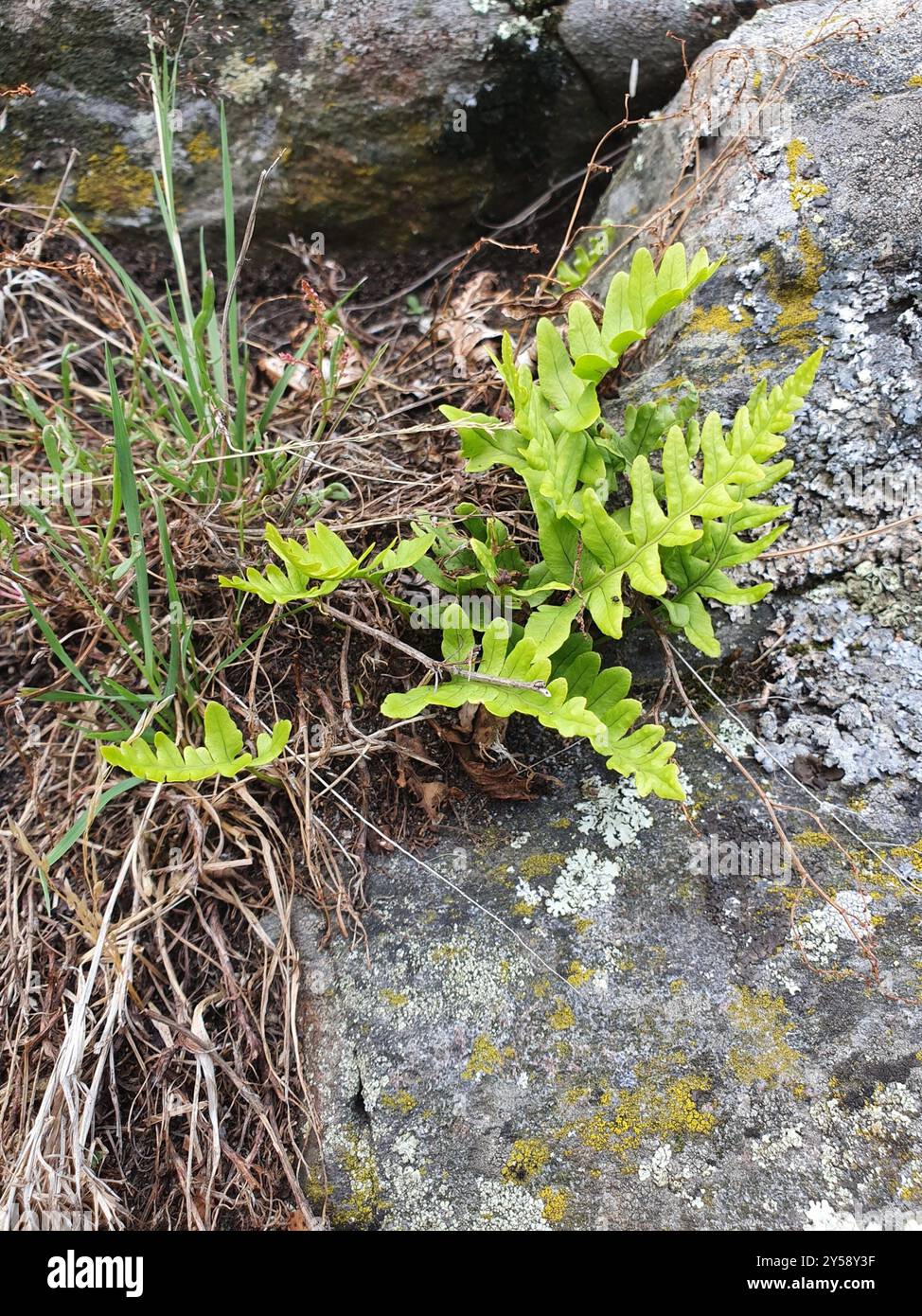 common polypody (Polypodium vulgare) Plantae Stock Photo - Alamy