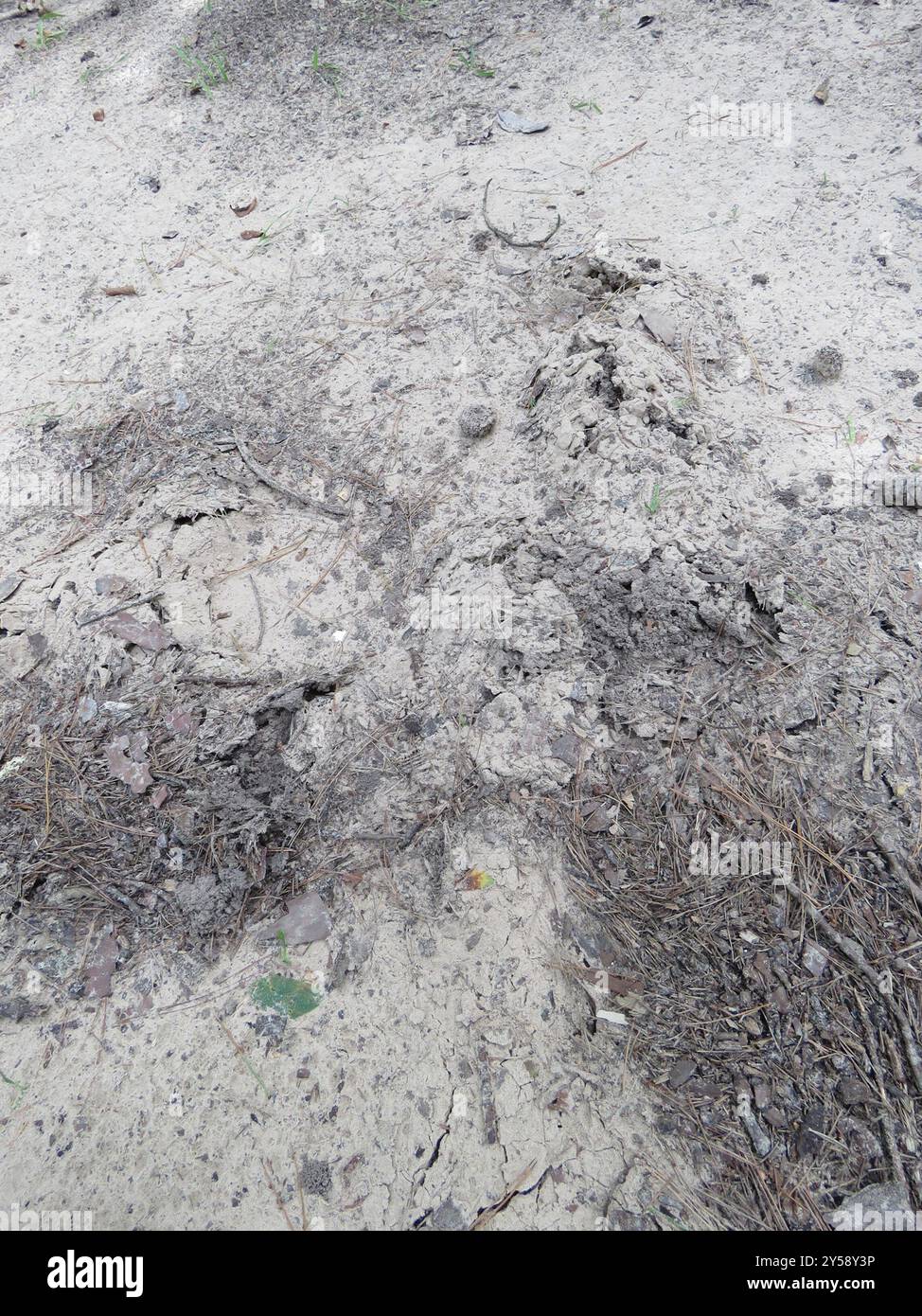 Eastern Mole (Scalopus aquaticus) Mammalia Stock Photo - Alamy