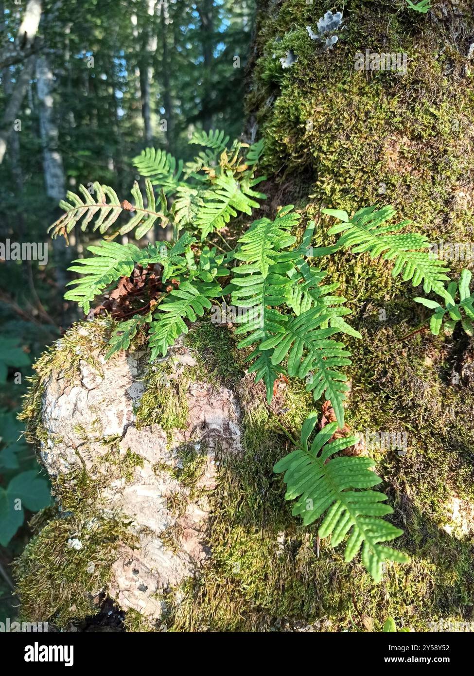 common polypody (Polypodium vulgare) Plantae Stock Photo - Alamy