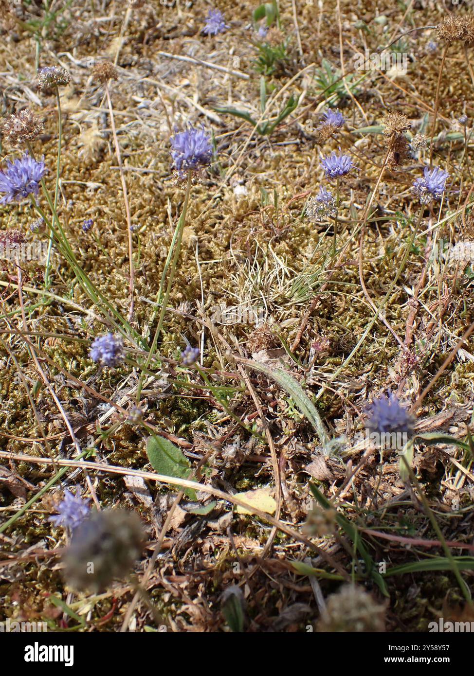Sheep's-bit (Jasione montana) Plantae Stock Photo - Alamy