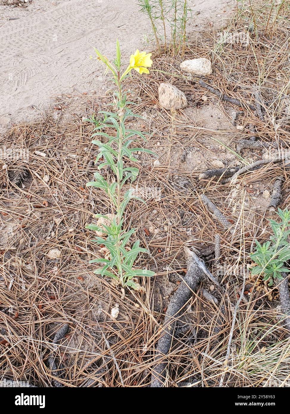 tall evening primrose (Oenothera elata) Plantae Stock Photo - Alamy