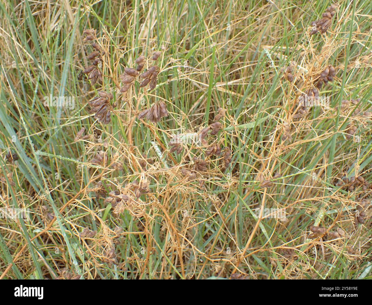 Hairy tare (Vicia hirsuta) Plantae Stock Photo - Alamy