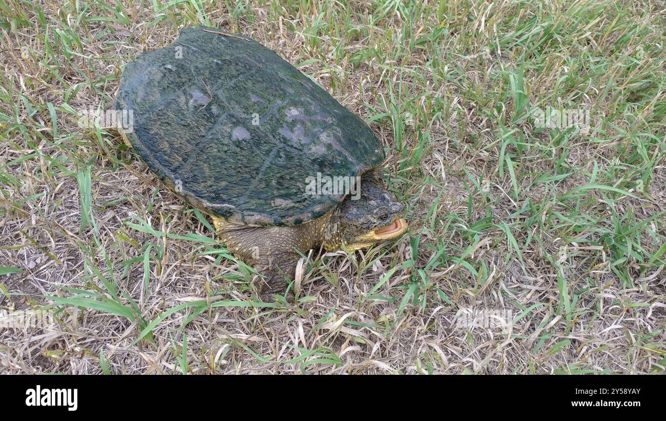 Common Snapping Turtle (Chelydra serpentina) Reptilia Stock Photo - Alamy