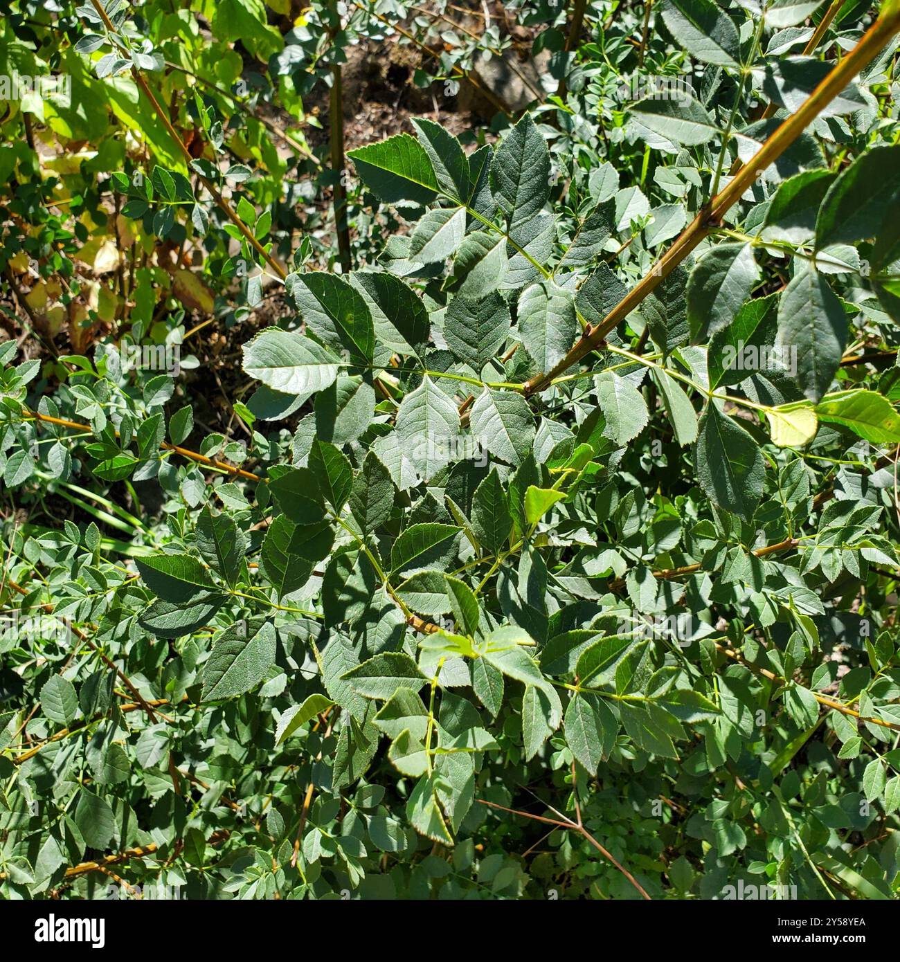 California Ash (Fraxinus dipetala) Plantae Stock Photo - Alamy