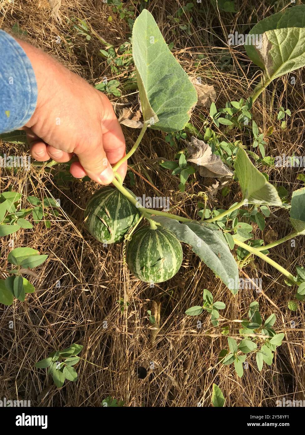 Buffalo Gourd (Cucurbita foetidissima) Plantae Stock Photo - Alamy