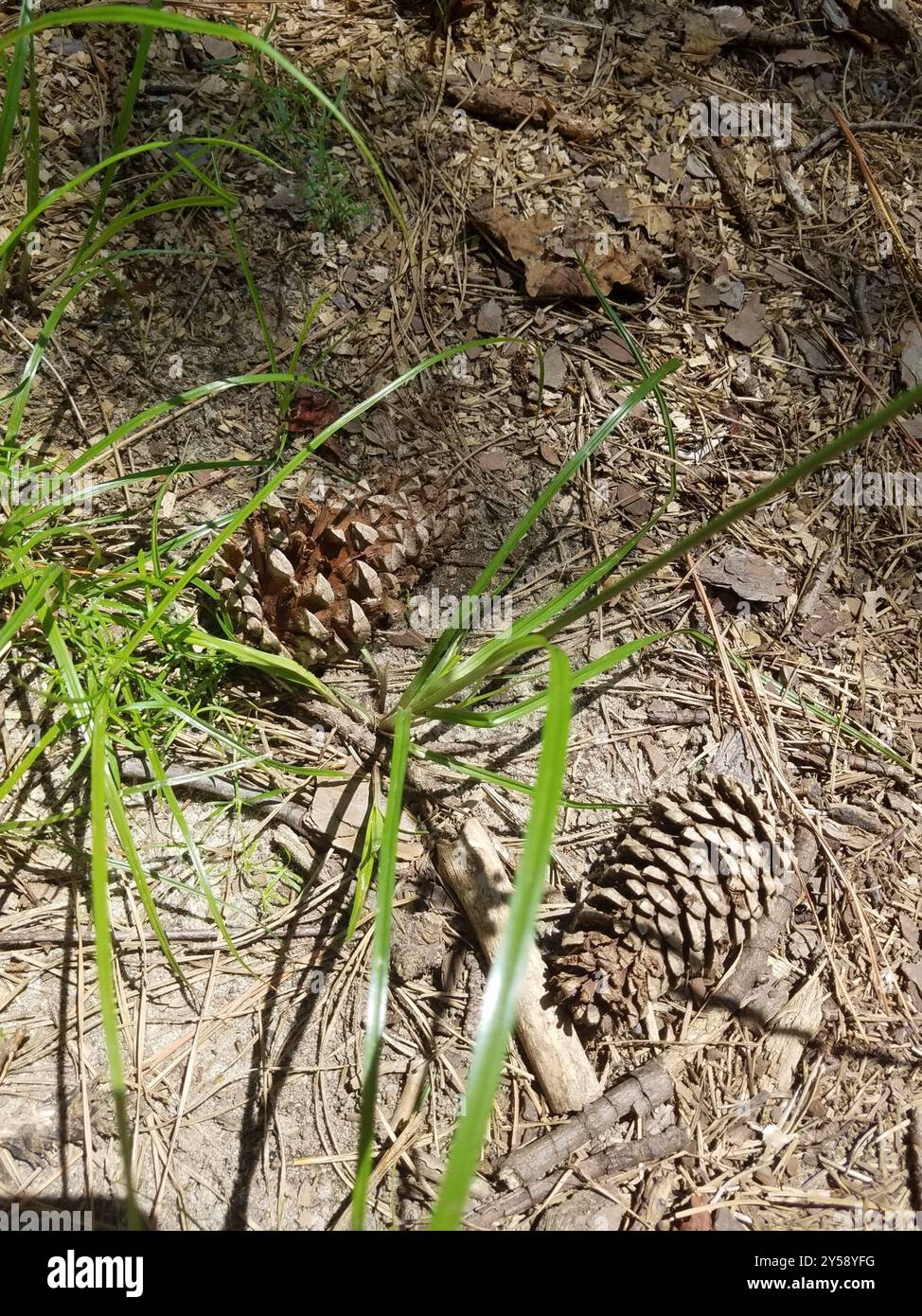 Pinebarren Flatsedge (Cyperus retrorsus) Plantae Stock Photo - Alamy
