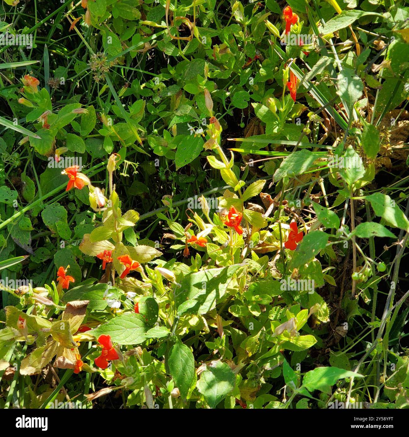 scarlet monkeyflower (Erythranthe cardinalis) Plantae Stock Photo - Alamy