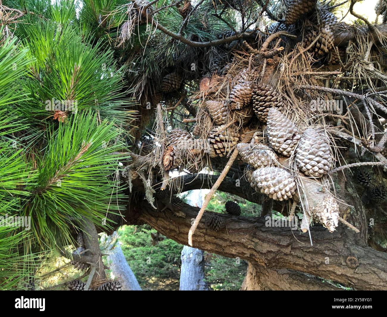 Monterey pine (Pinus radiata) Plantae Stock Photo - Alamy