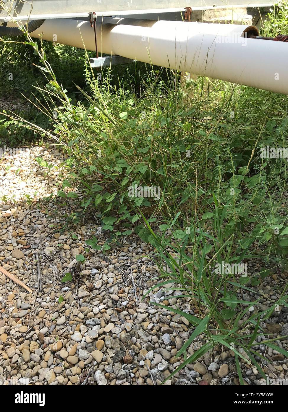 Prairie Cupgrass (Eriochloa contracta) Plantae Stock Photo - Alamy