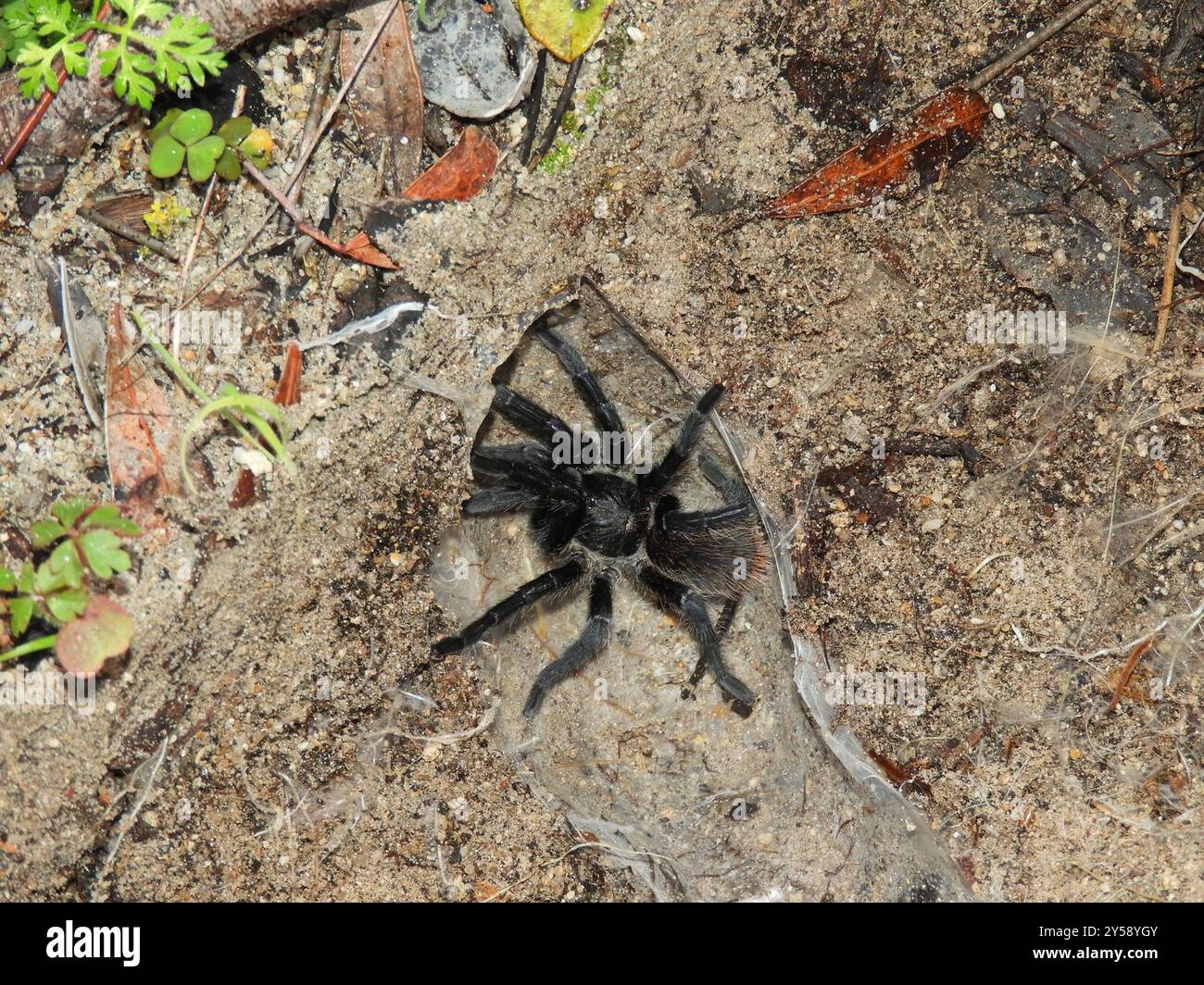 Common Black Baboon Spider (Harpactira atra) Arachnida Stock Photo - Alamy