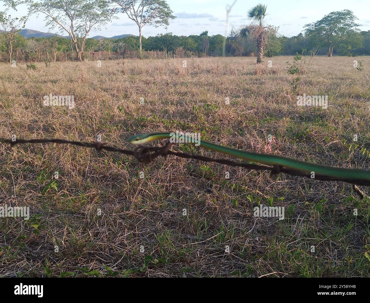 Pacific Coast Parrot Snake (Leptophis diplotropis) Reptilia Stock Photo ...