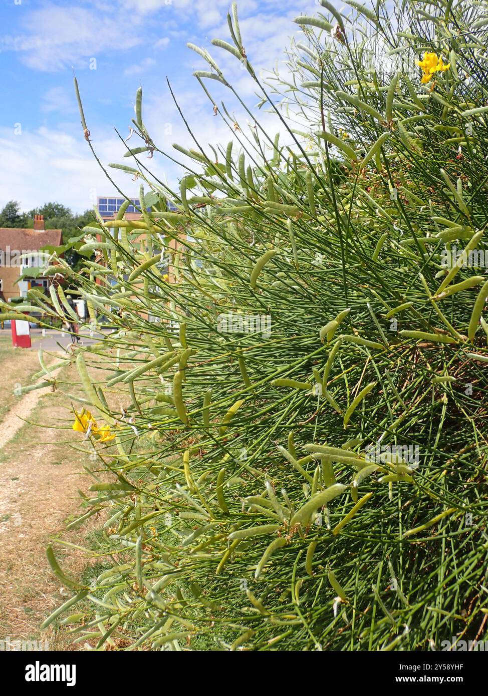 Spanish Broom (Spartium junceum) Plantae Stock Photo - Alamy