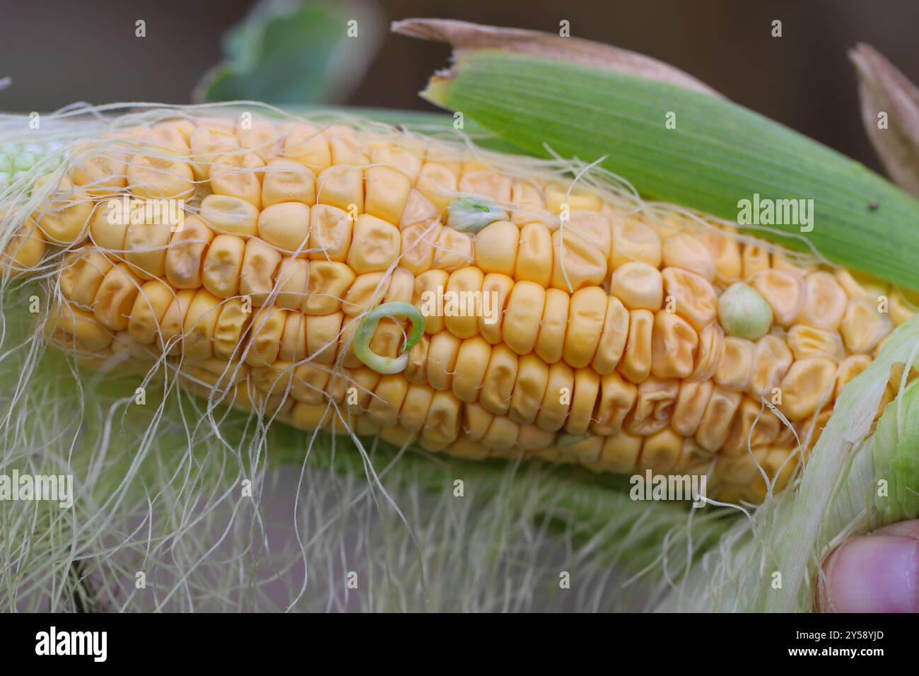 Corn vector hi-res stock photography and images - Alamy
