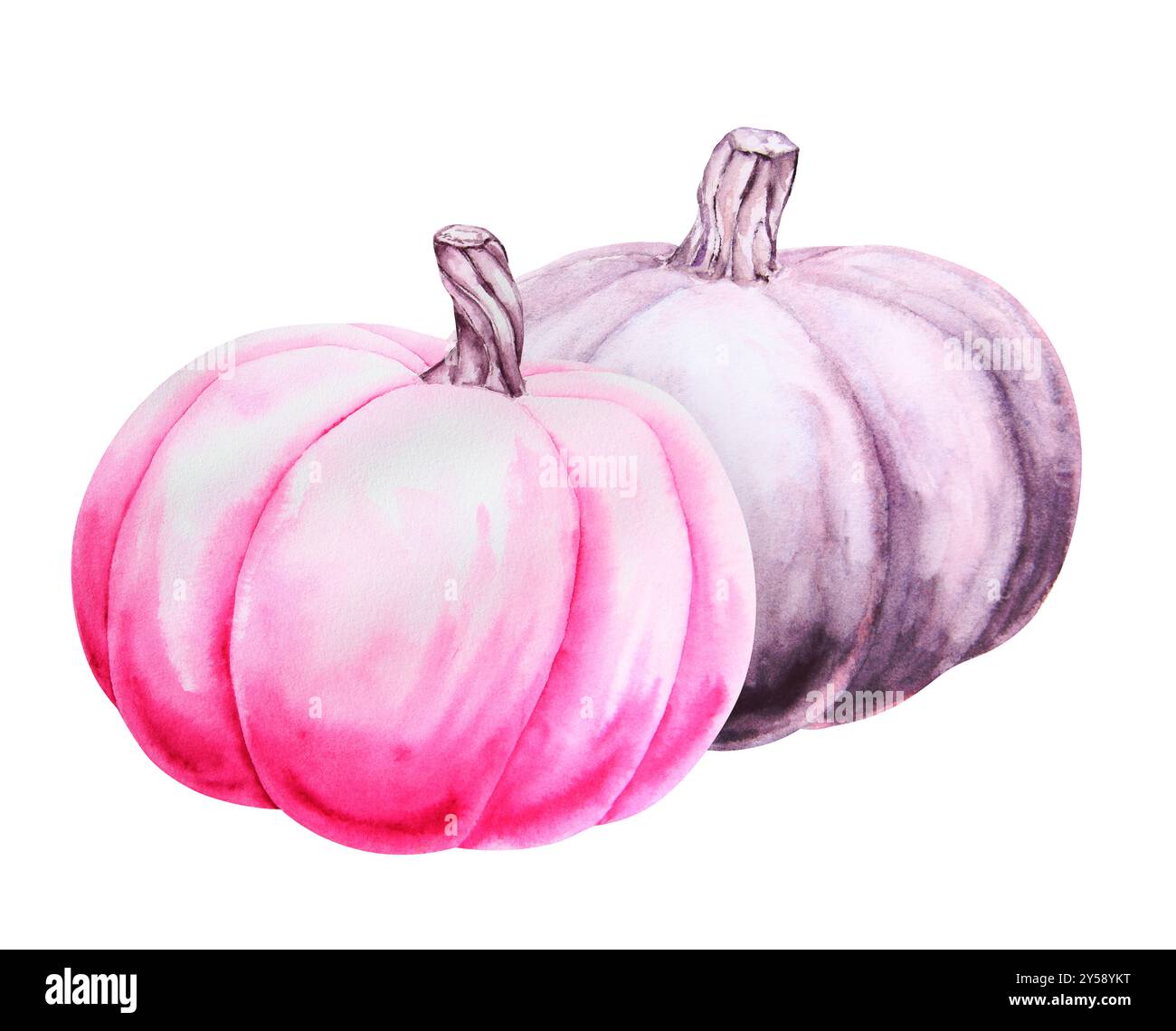 Black and pink pumpkins. Harvest illustration. Cut out isolated autumn ...