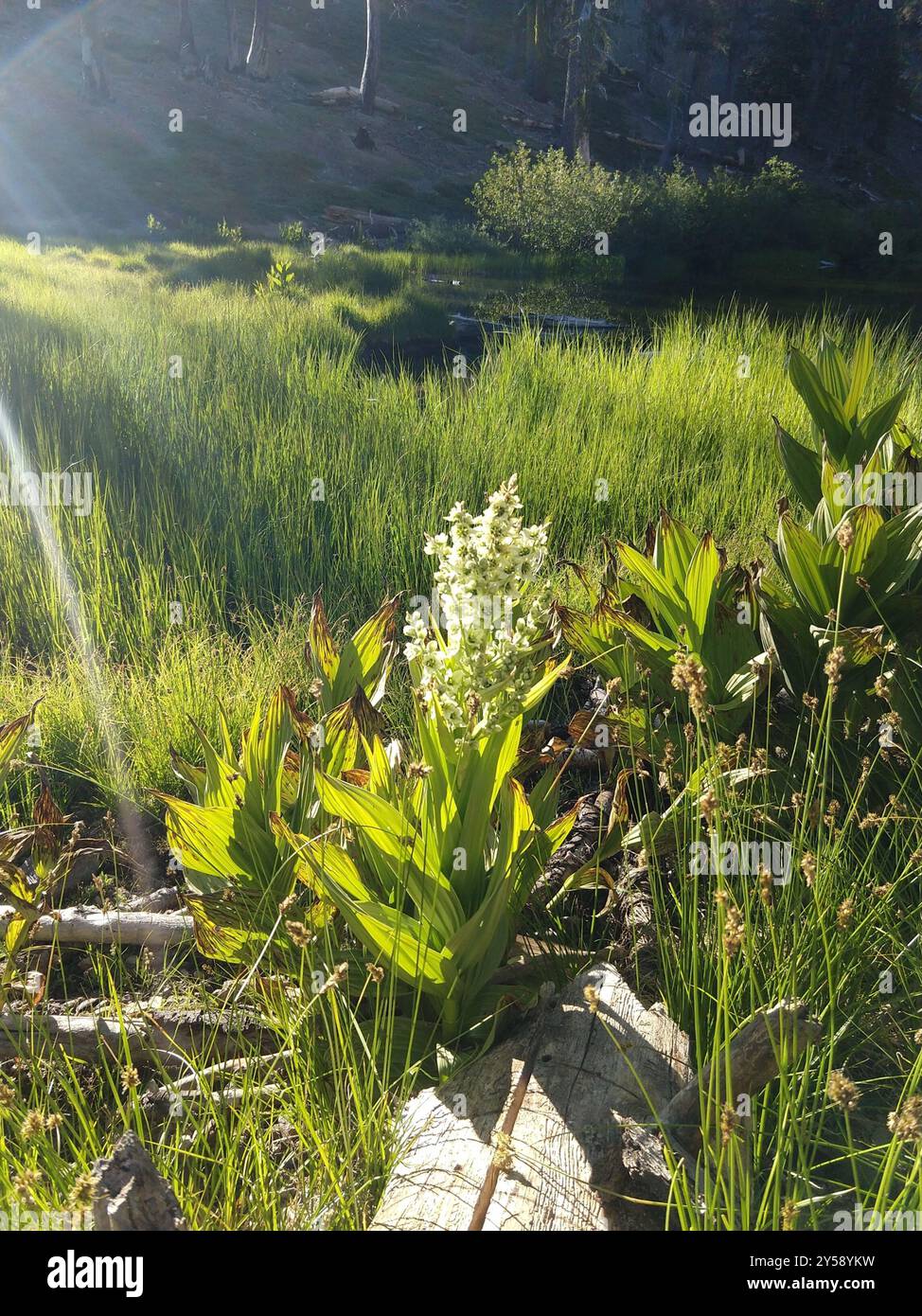 Corn Lily (Veratrum californicum) Plantae Stock Photo - Alamy