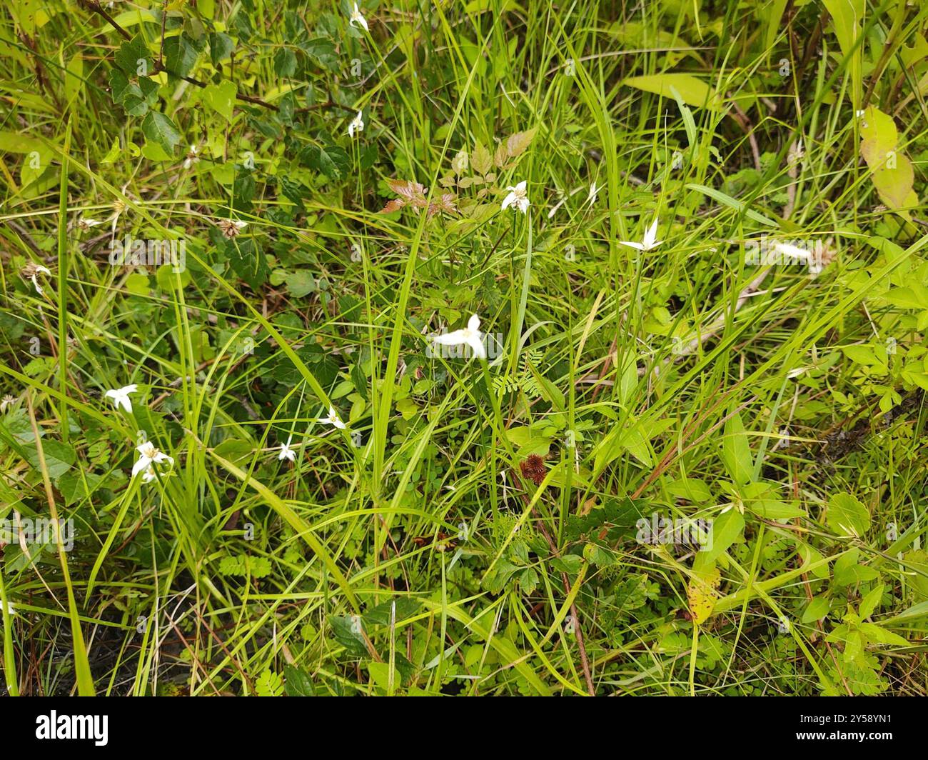 whitetop sedge (Rhynchospora colorata) Plantae Stock Photo - Alamy