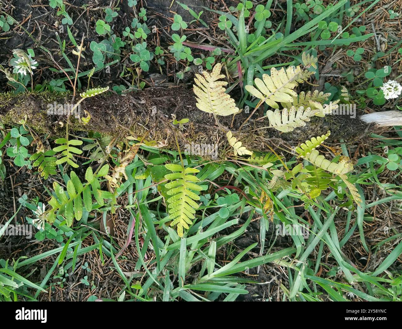 resurrection fern (Pleopeltis michauxiana) Plantae Stock Photo - Alamy