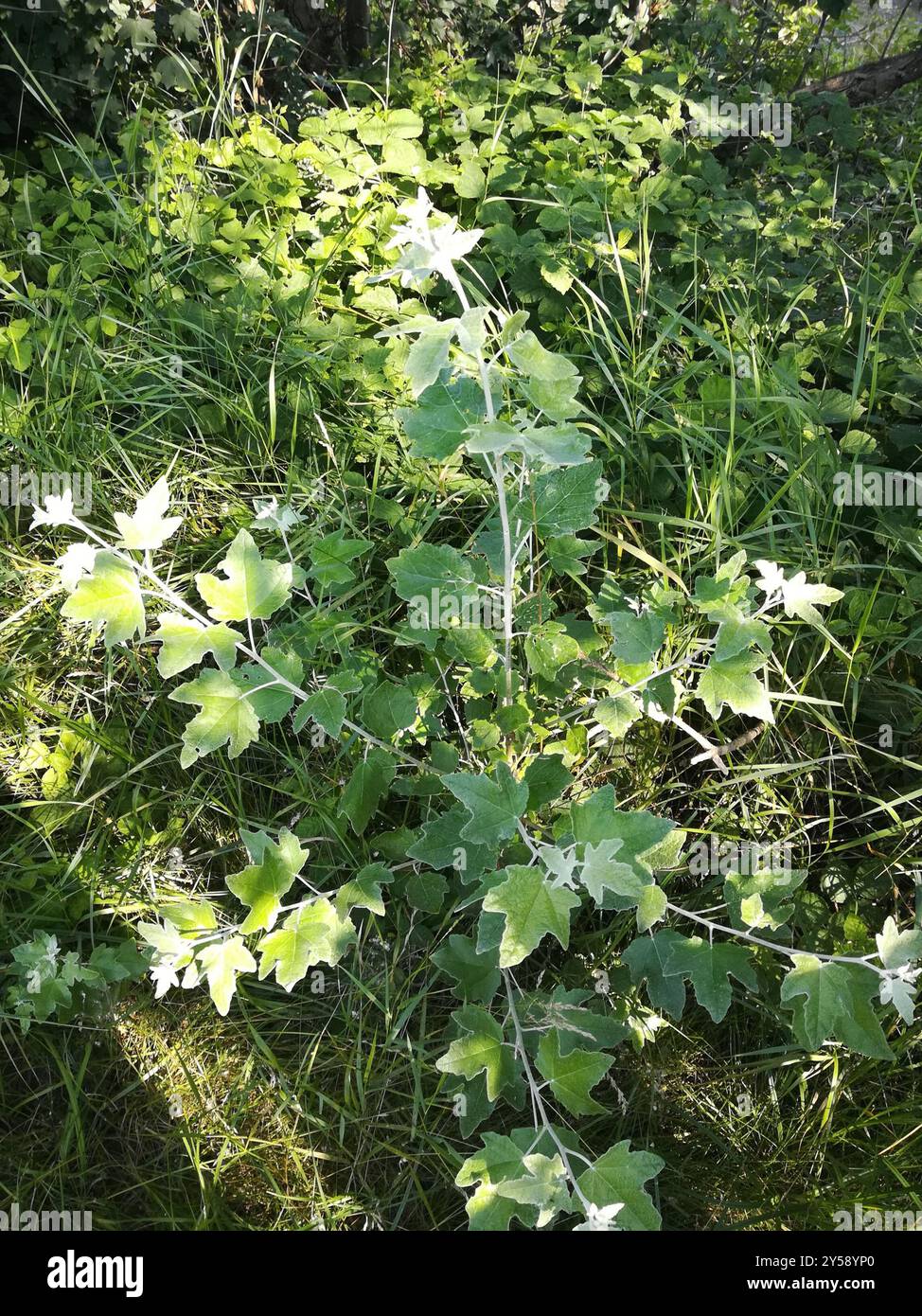 white poplar (Populus alba) Plantae Stock Photo - Alamy