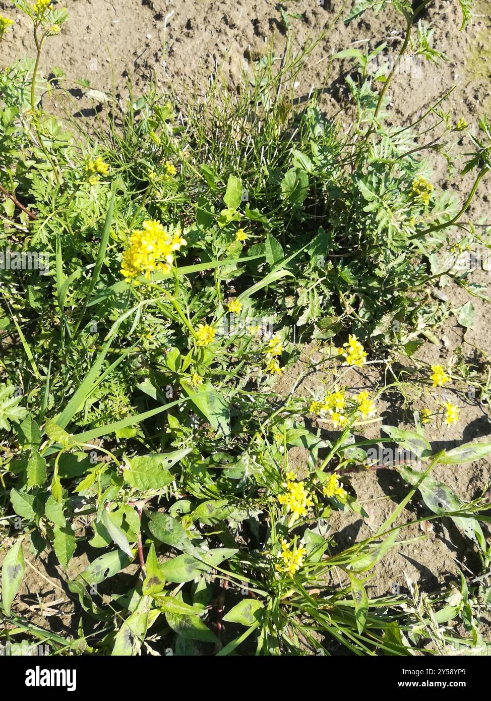 Creeping Yellowcress (Rorippa sylvestris) Plantae Stock Photo - Alamy