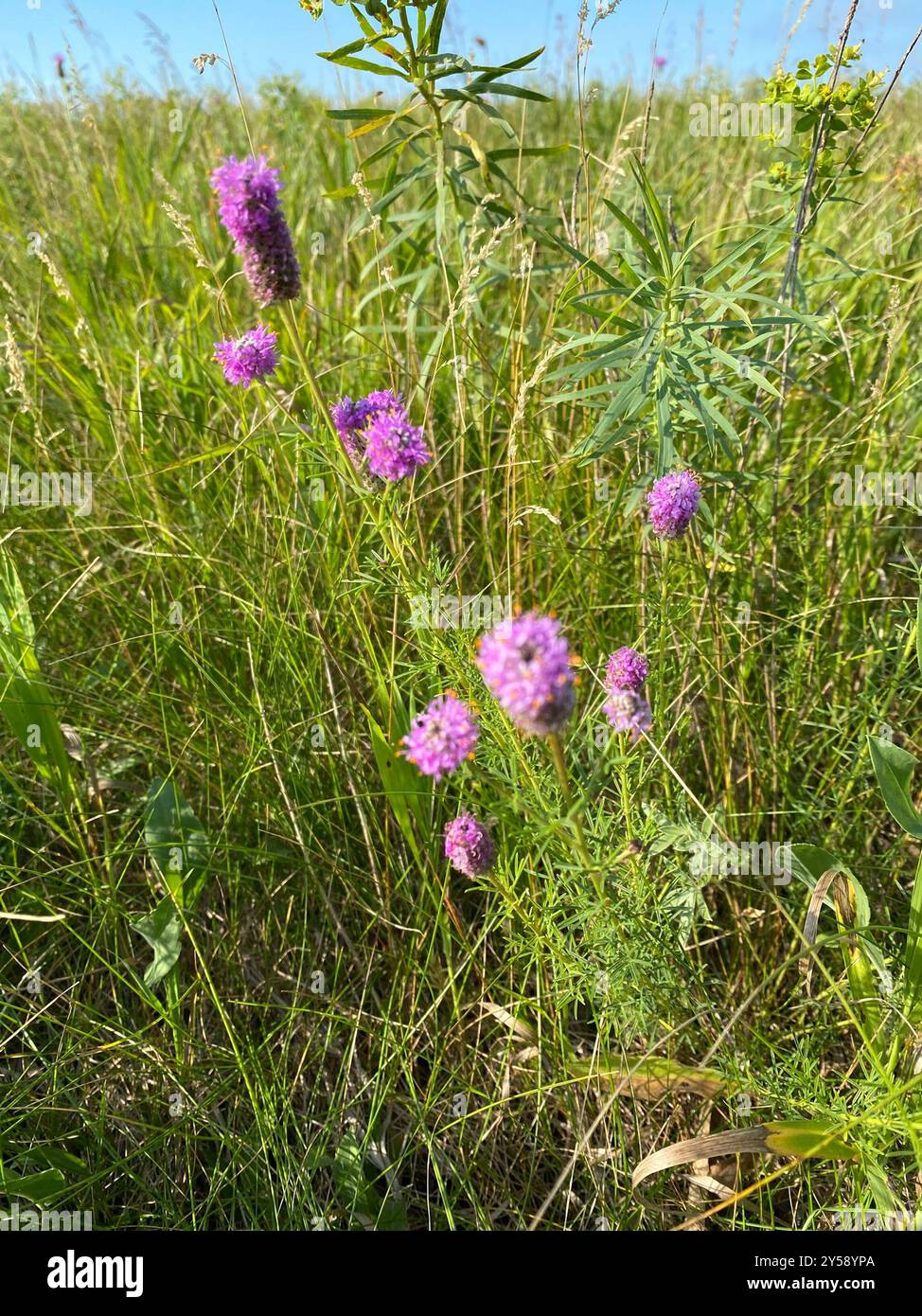 purple prairie clover (Dalea purpurea) Plantae Stock Photo - Alamy