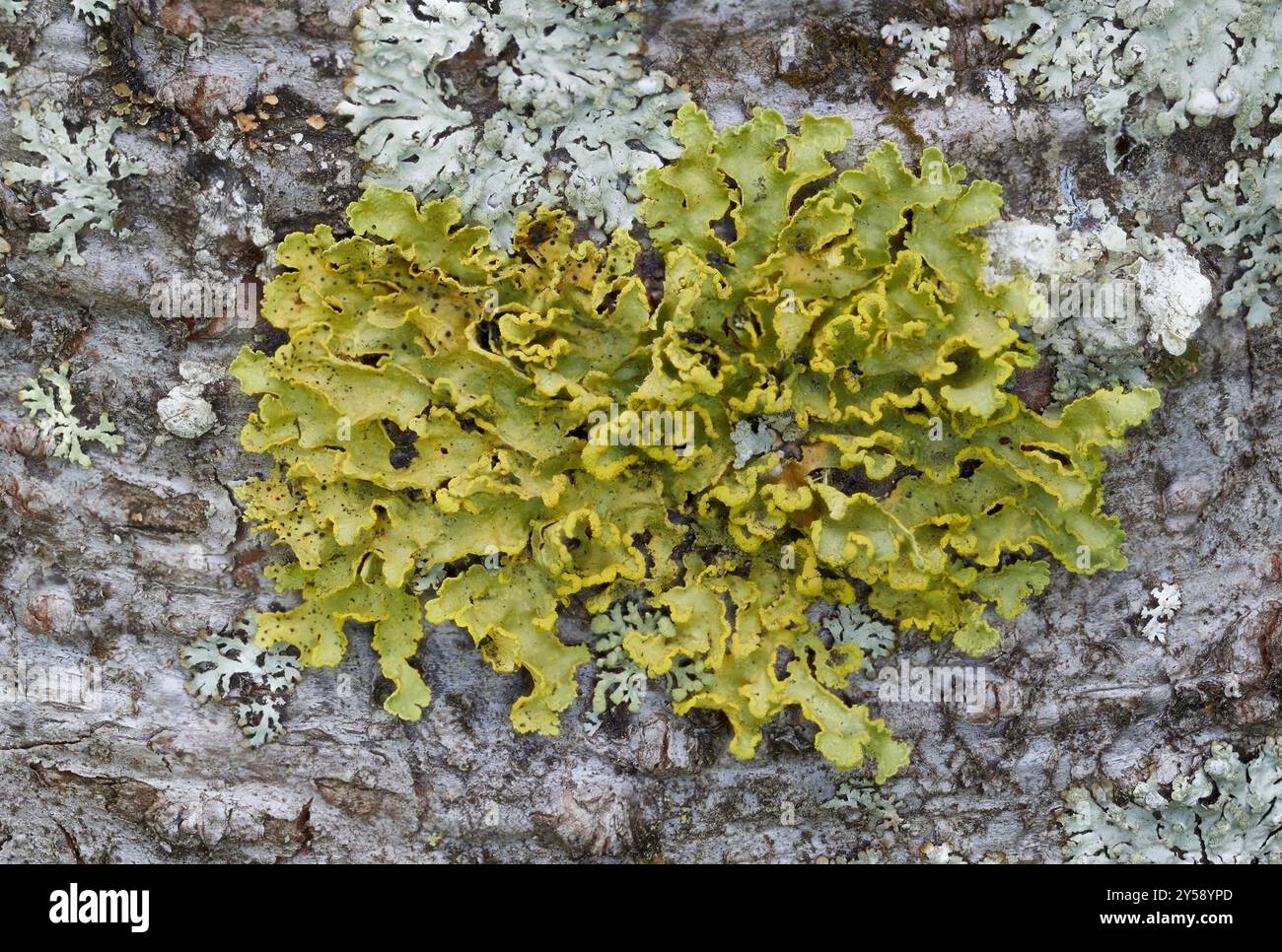 Powdered fungi hi-res stock photography and images - Alamy