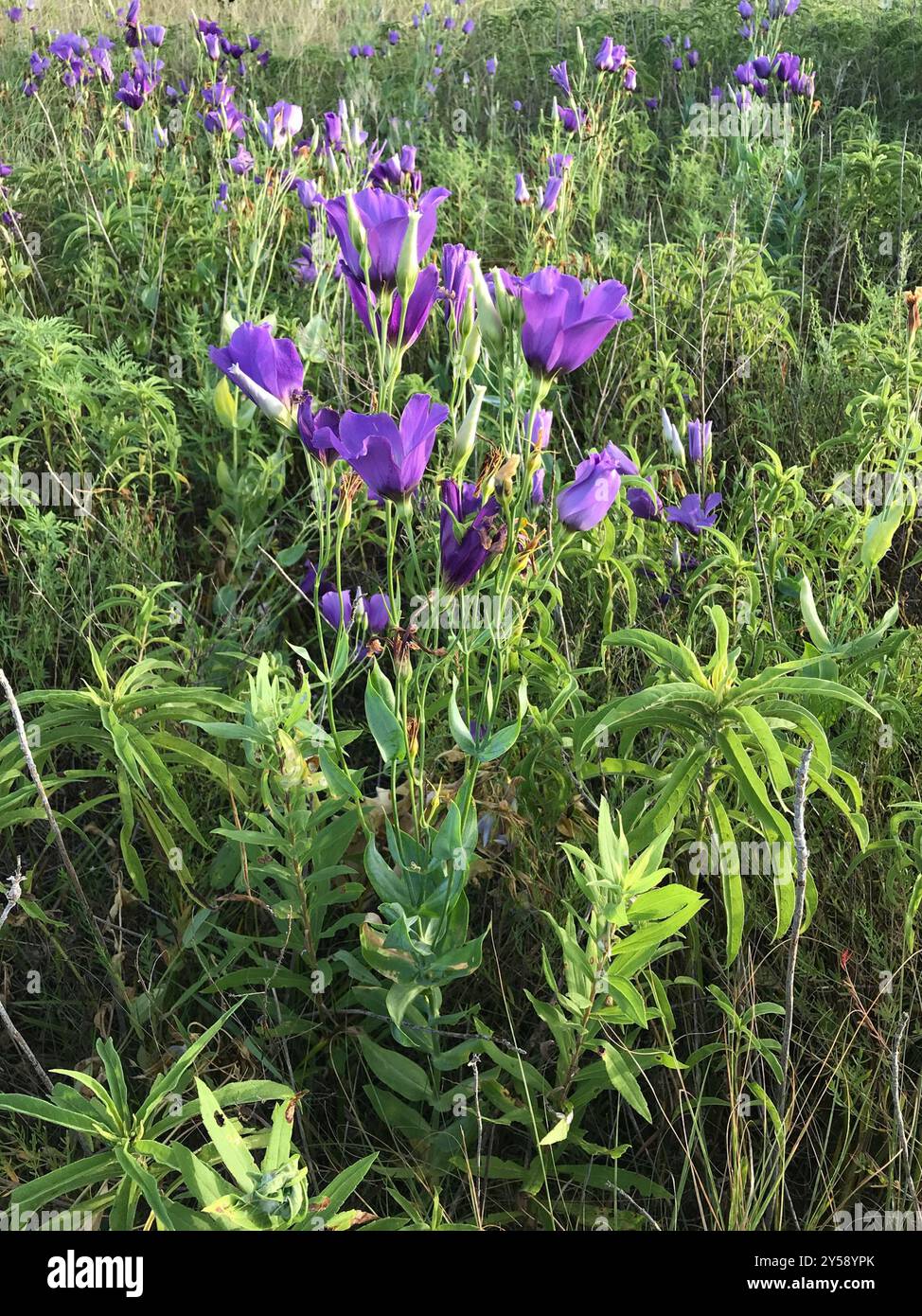 showy prairie gentian (Eustoma russellianum) Plantae Stock Photo - Alamy