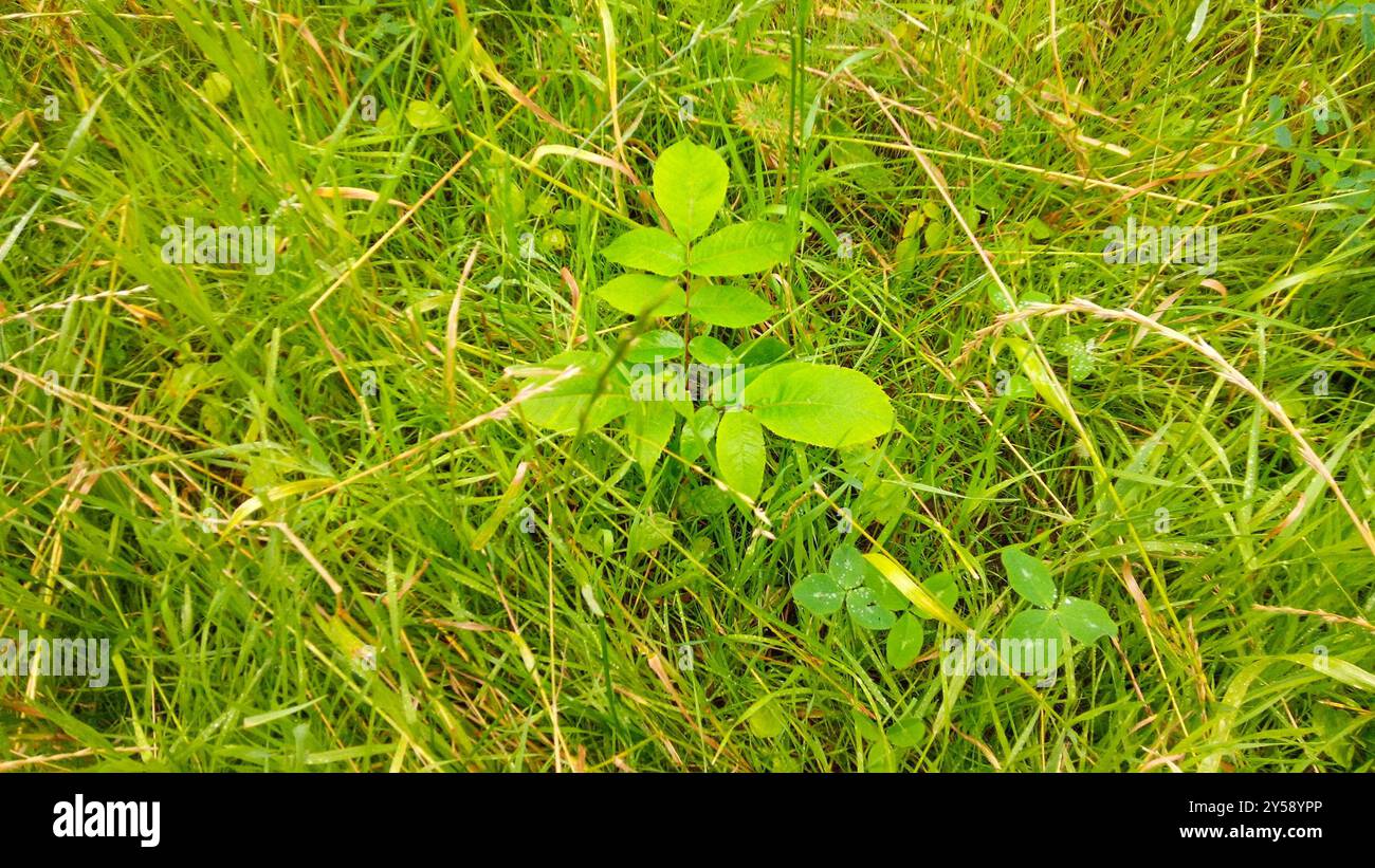 Manchurian walnut (Juglans mandshurica) Plantae Stock Photo - Alamy