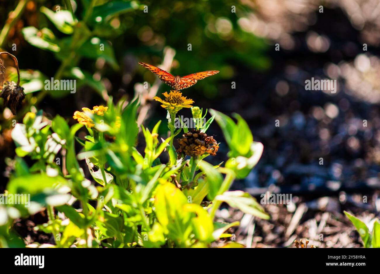 A butterfly lands on flowers in a pollinator garden in Texas Stock ...
