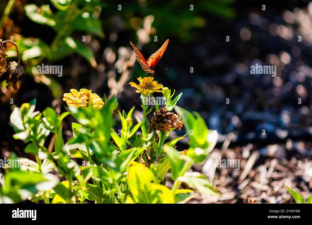 A butterfly lands on flowers in a pollinator garden in Texas Stock ...