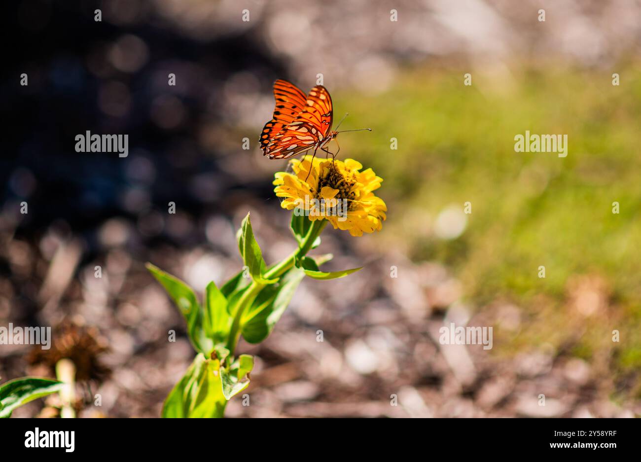 A butterfly lands on flowers in a pollinator garden in Texas Stock ...