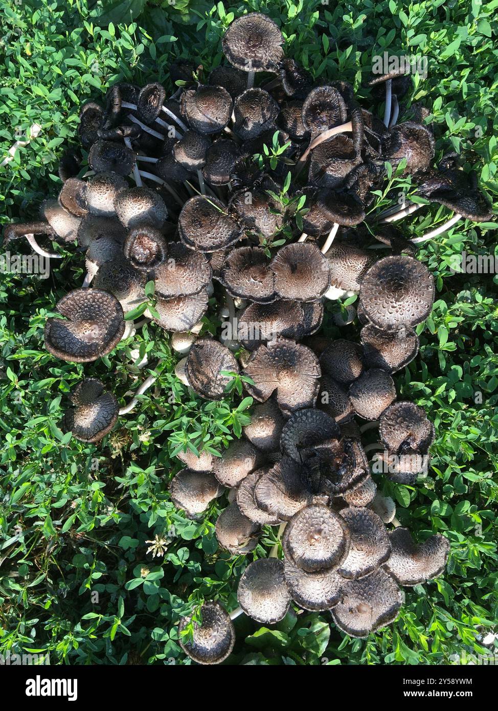 scaly ink cap (Coprinopsis variegata) Fungi Stock Photo - Alamy