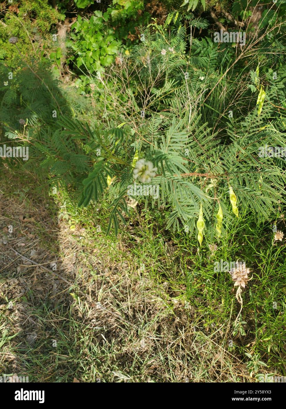 prairie acacia (Acaciella angustissima) Plantae Stock Photo - Alamy