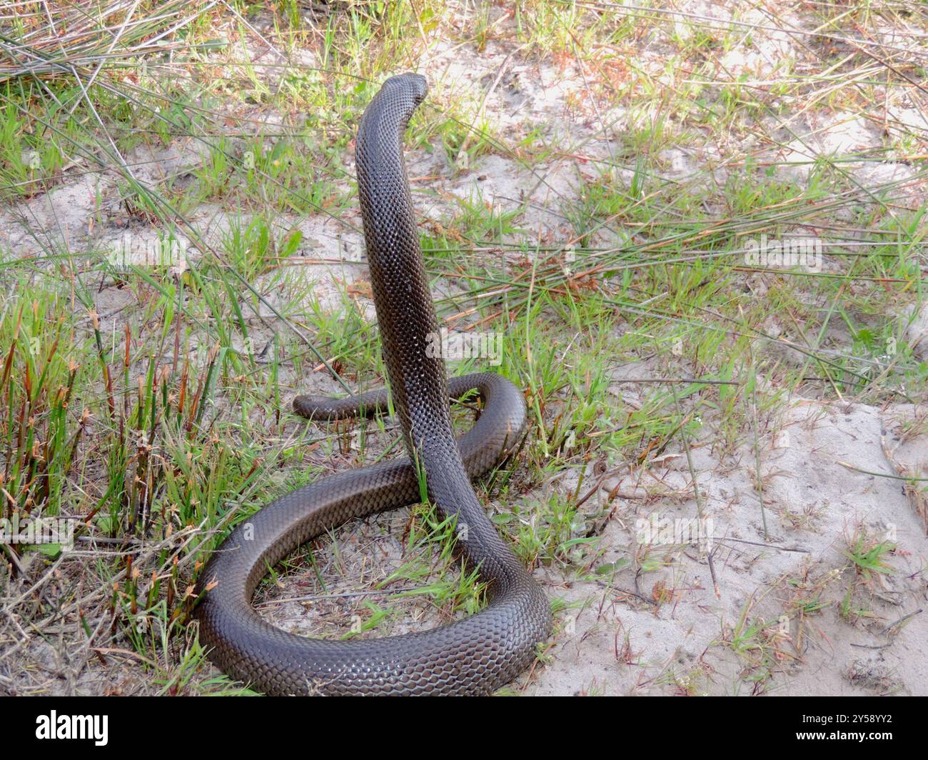 Mole Snake (Pseudaspis cana) Reptilia Stock Photo - Alamy