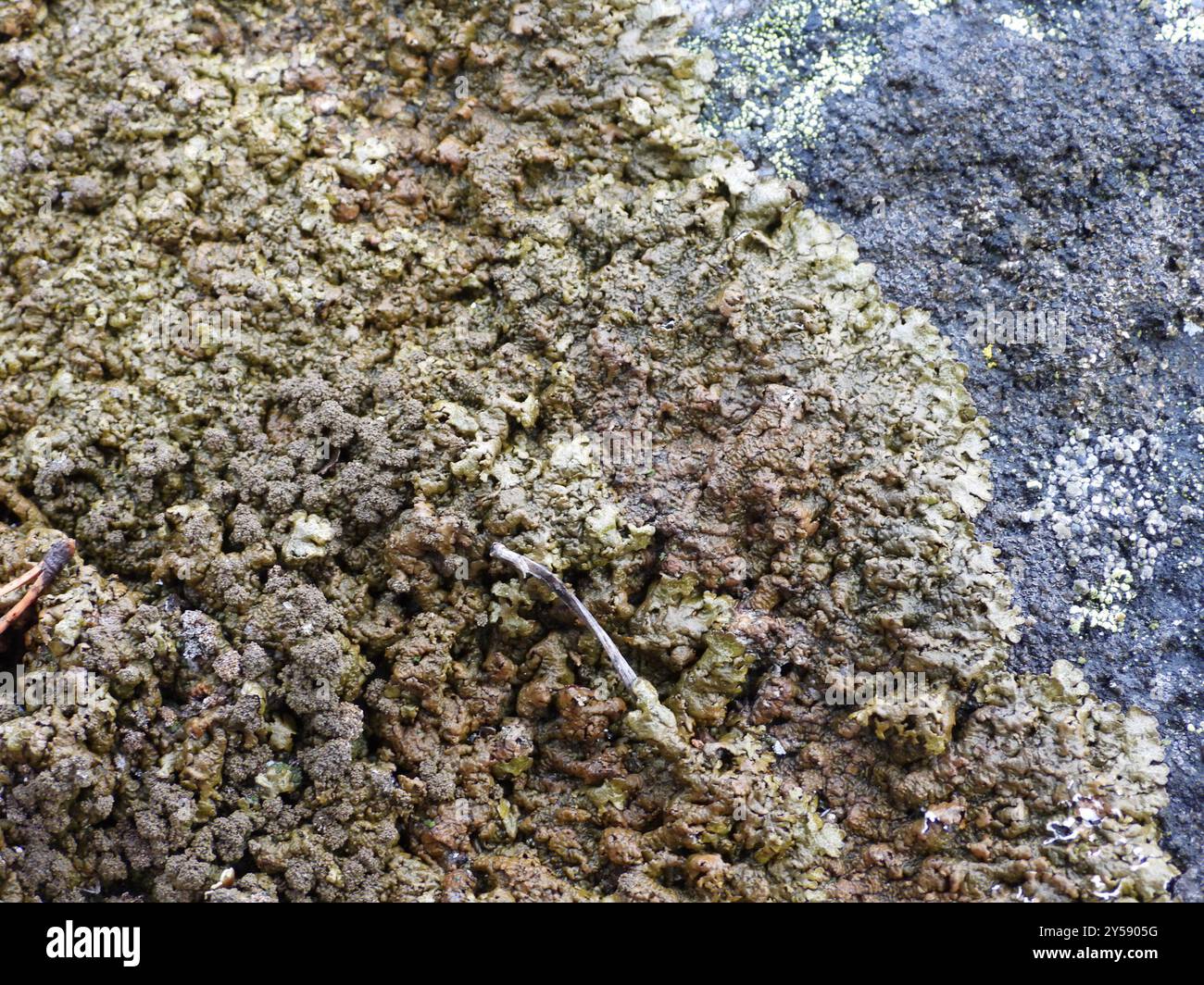 Blistered Camouflage Lichen (Xanthoparmelia loxodes) Fungi Stock Photo ...