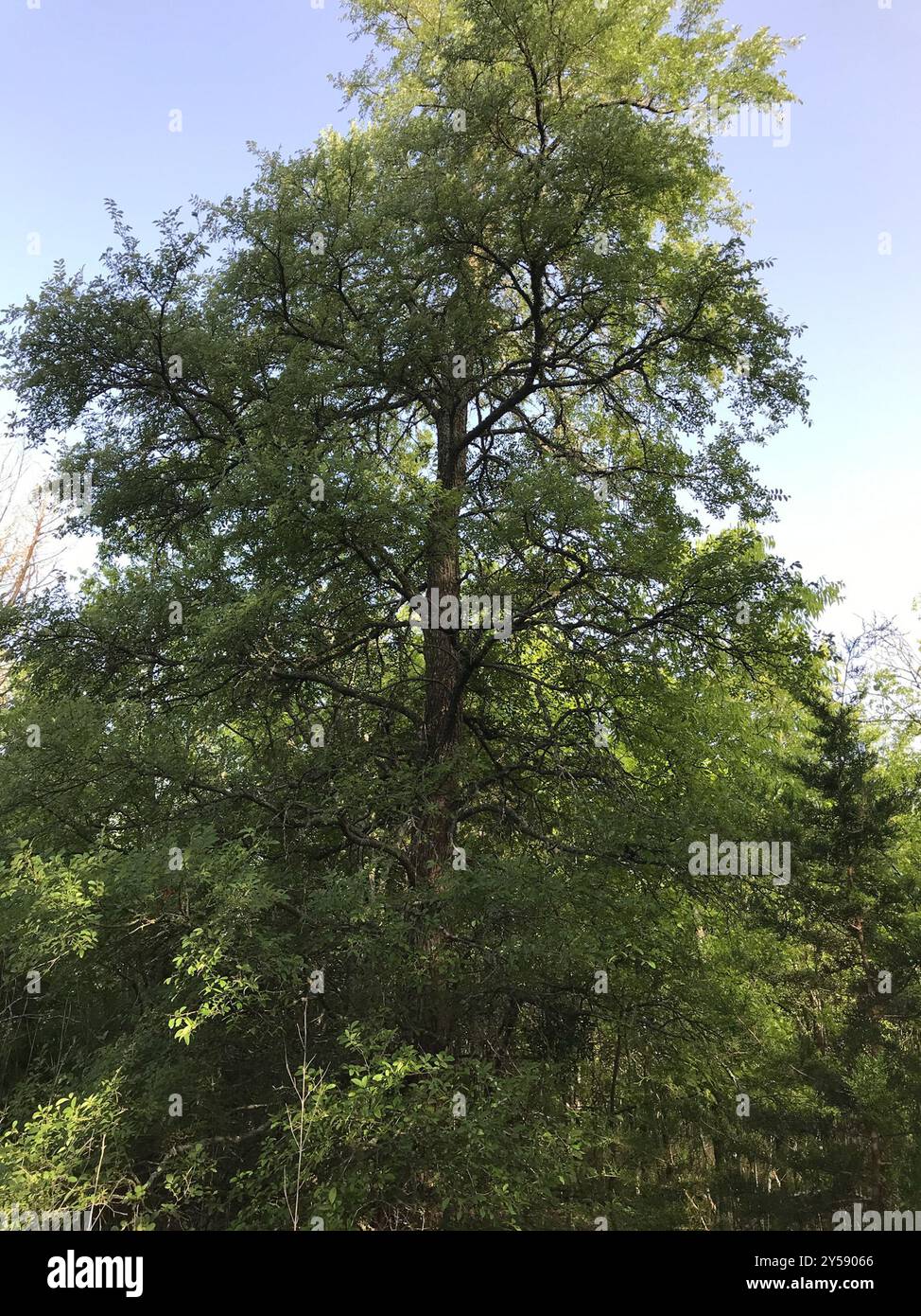 Cedar Elm (Ulmus crassifolia) Plantae Stock Photo - Alamy