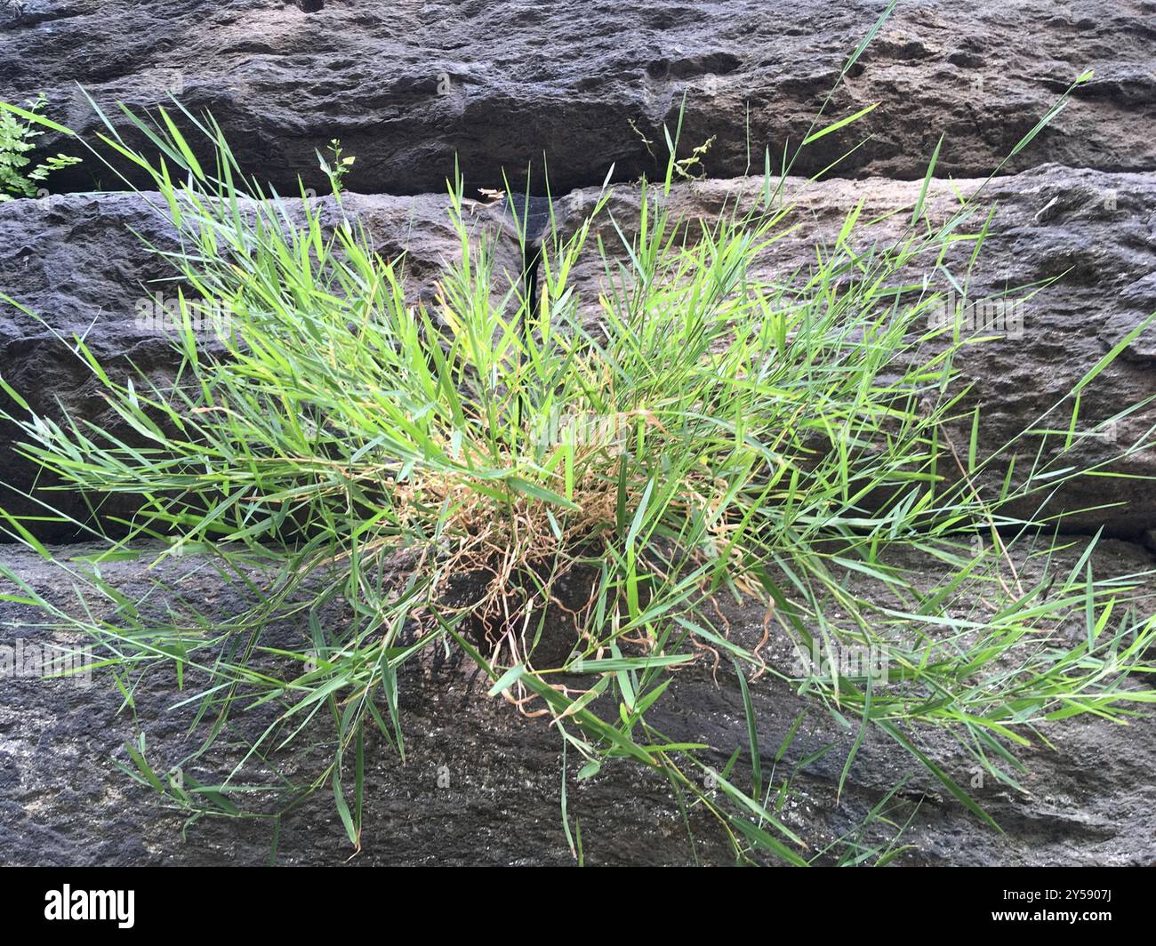 nimblewill (Muhlenbergia schreberi) Plantae Stock Photo - Alamy