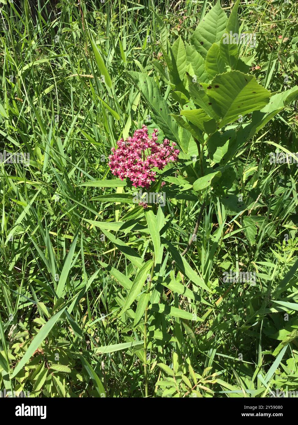 swamp milkweed (Asclepias incarnata) Plantae Stock Photo - Alamy