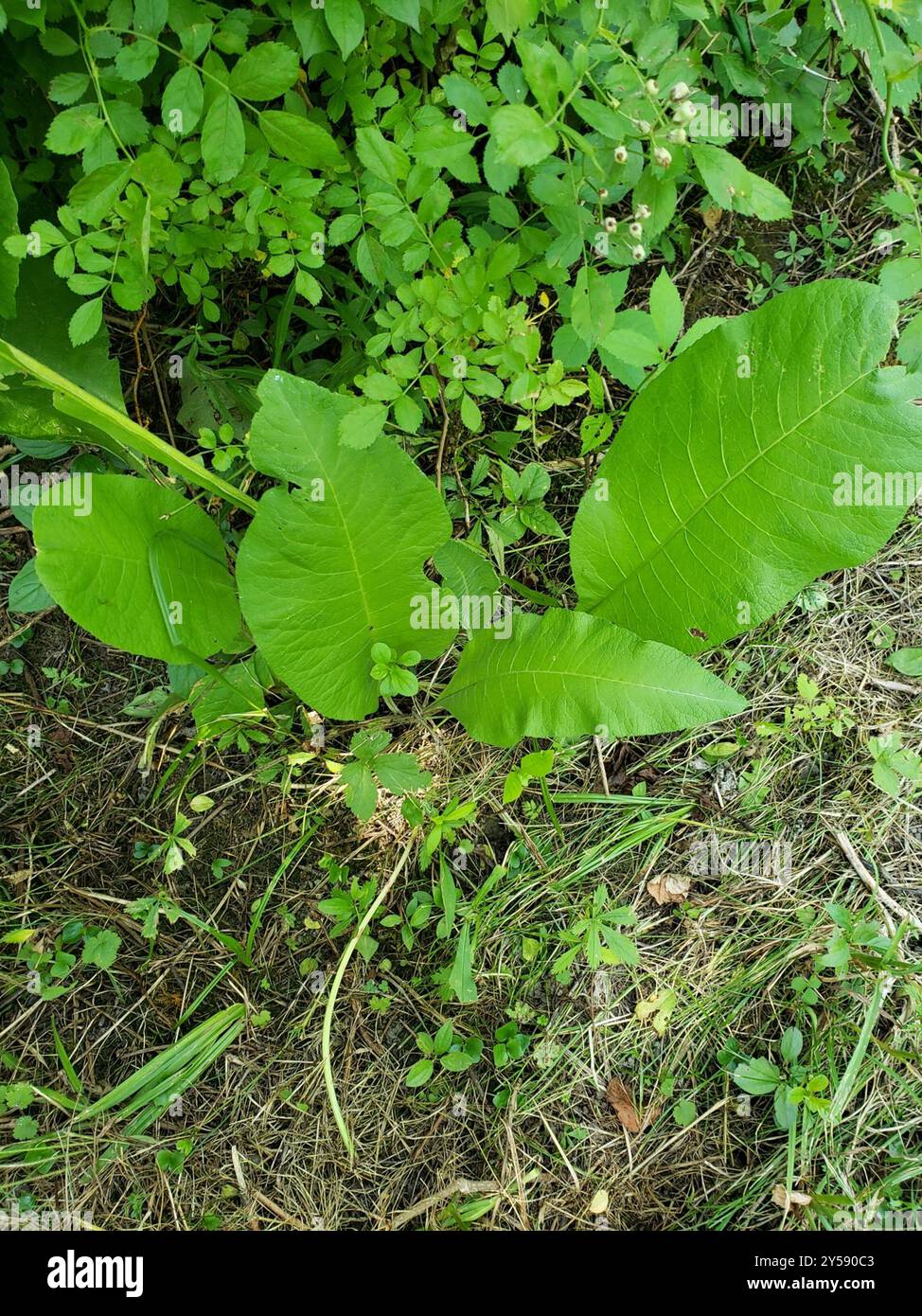 plants (Plantae) Plantae Stock Photo - Alamy