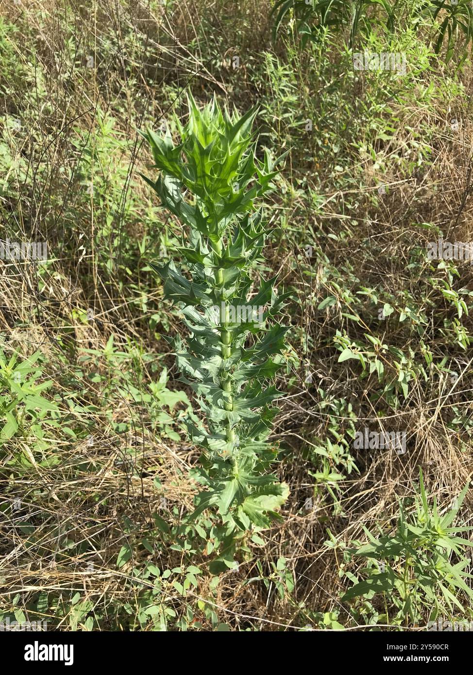 Leavenworth's eryngo (Eryngium leavenworthii) Plantae Stock Photo - Alamy