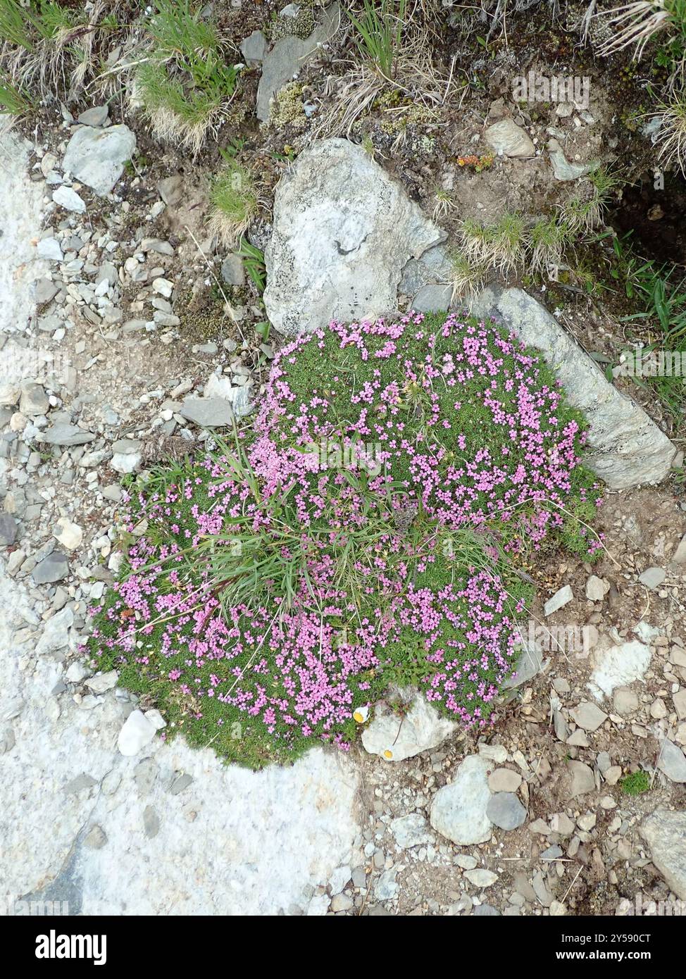 Moss Campion (Silene acaulis) Plantae Stock Photo - Alamy