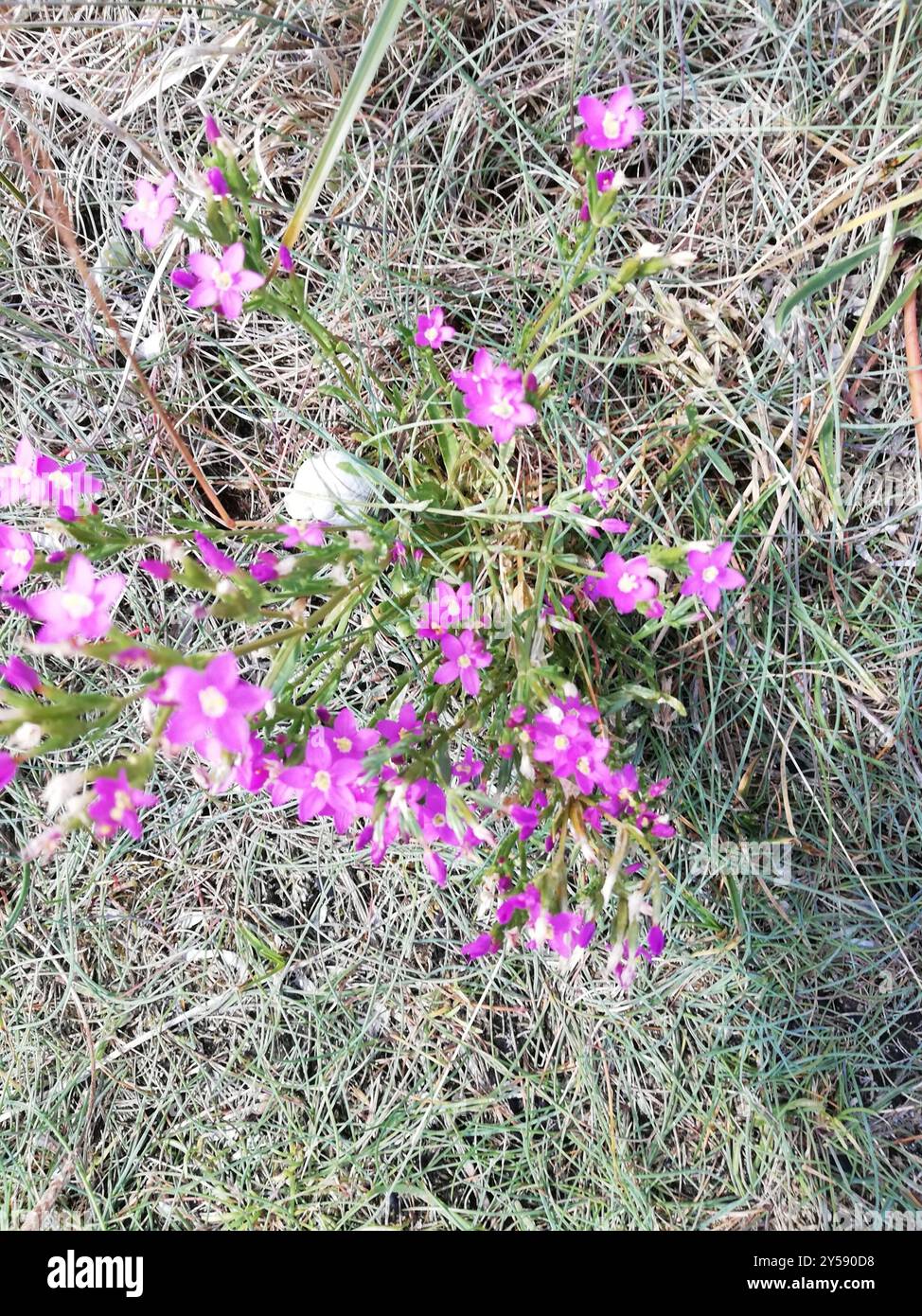 Lesser Centaury (Centaurium pulchellum) Plantae Stock Photo - Alamy