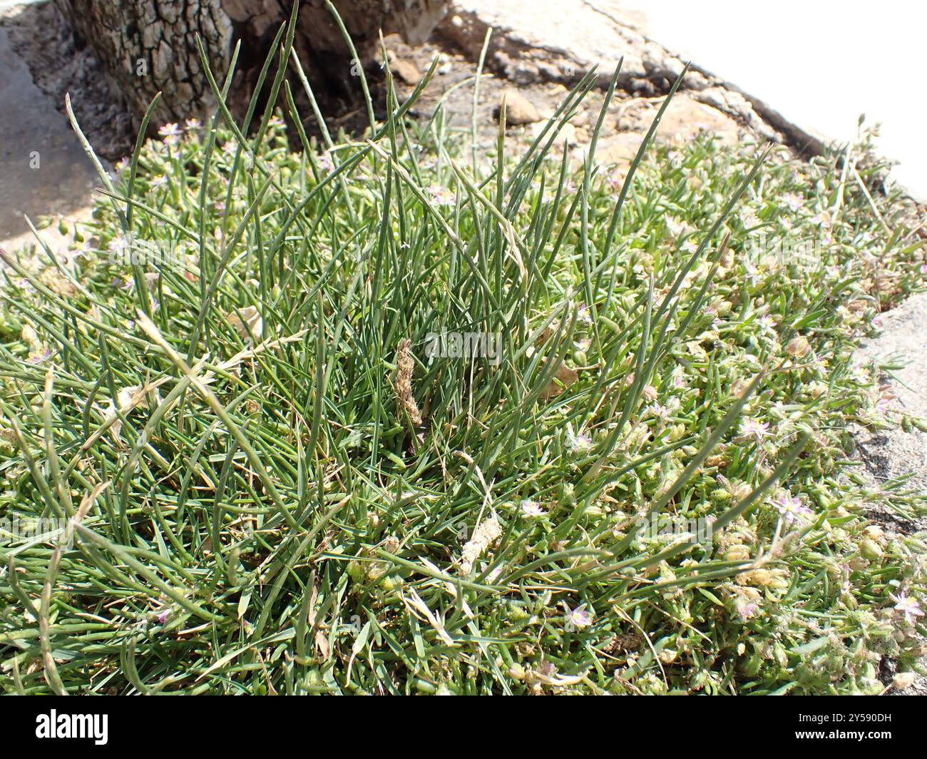 Parapholis strigosa hi-res stock photography and images - Alamy