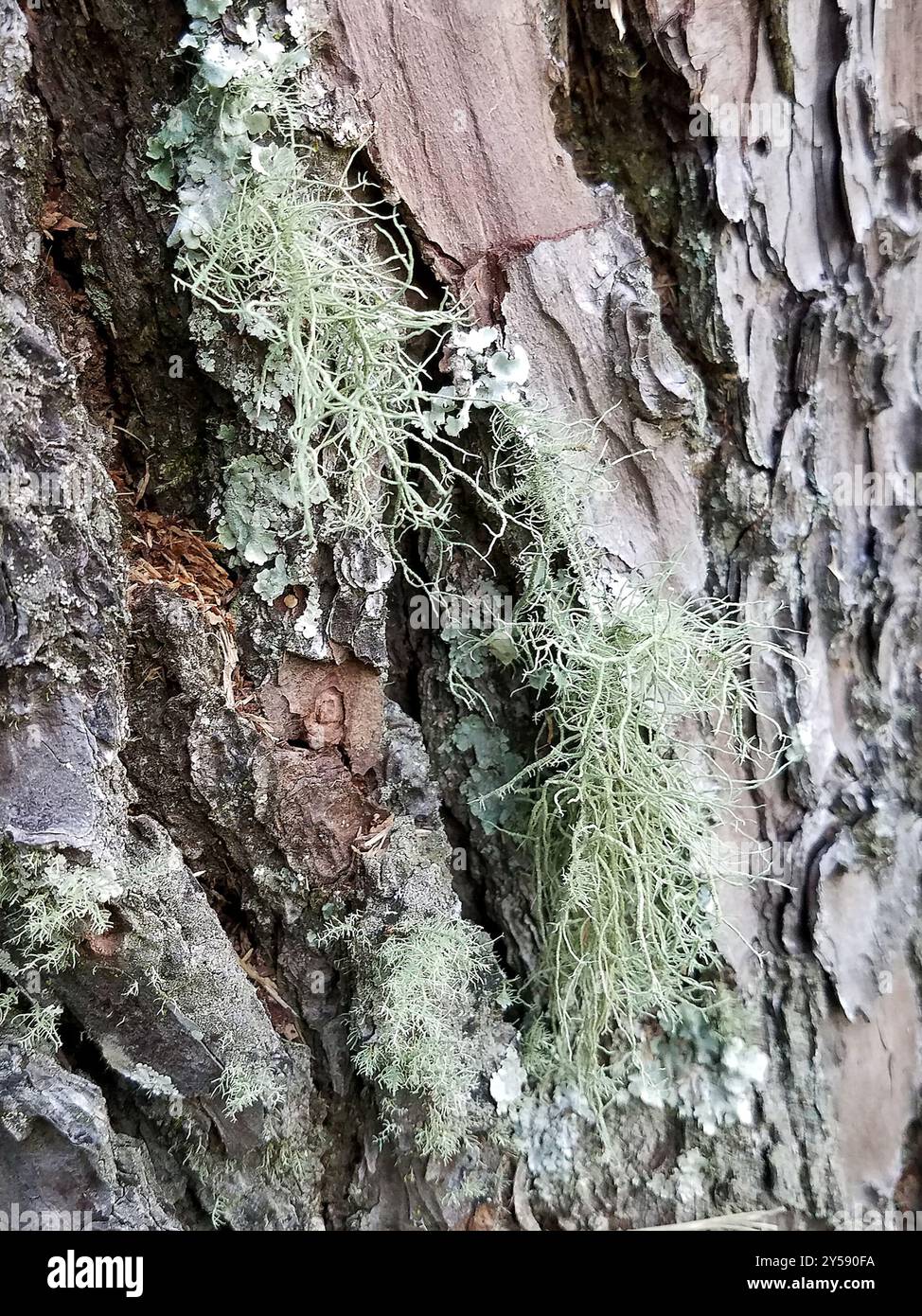 Bushy beard lichen (Usnea strigosa) Fungi Stock Photo - Alamy