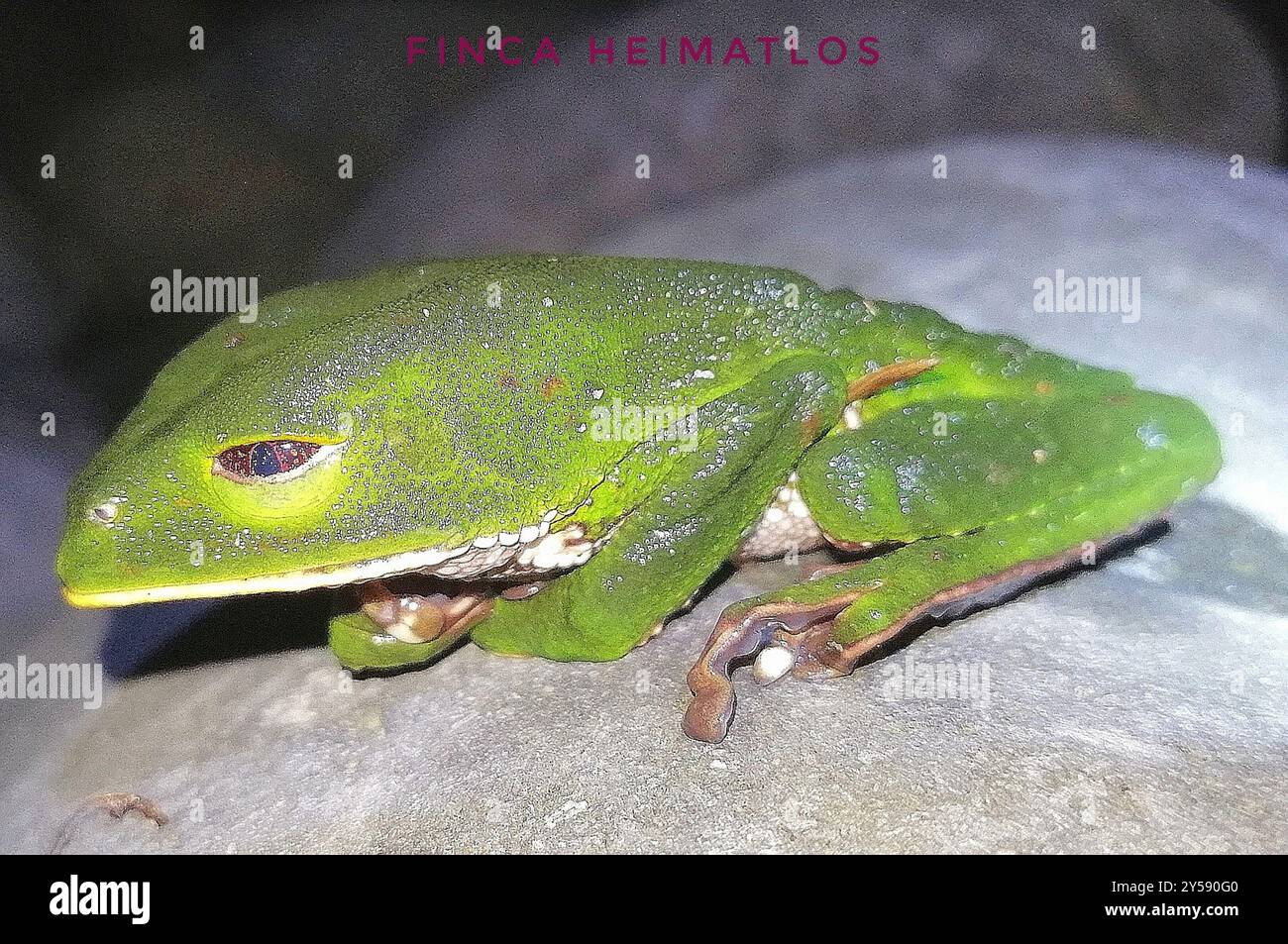 Tarsier Leaf Frog (Phyllomedusa tarsius) Amphibia Stock Photo - Alamy