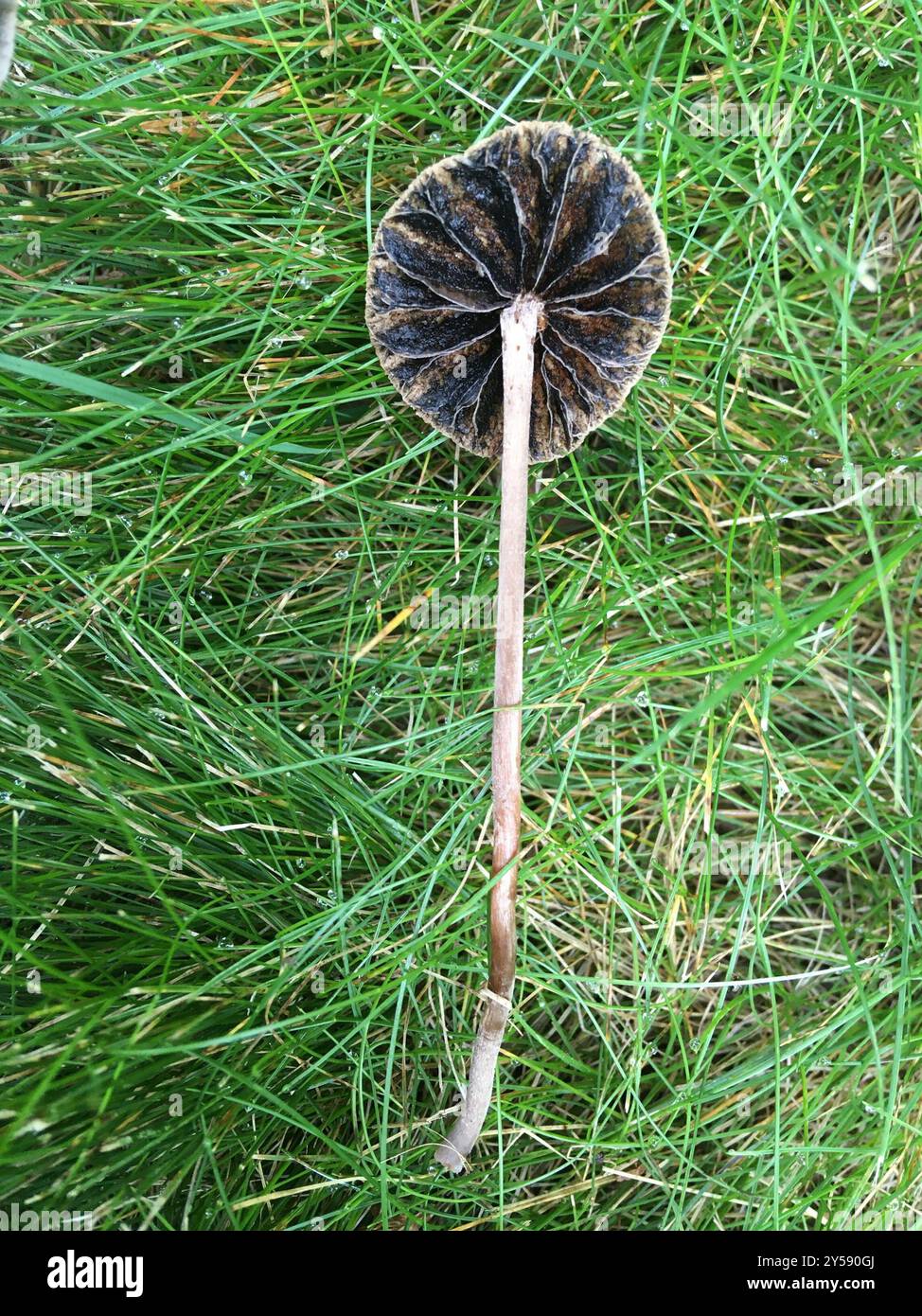 Banded Mottlegill (Panaeolus cinctulus) Fungi Stock Photo - Alamy