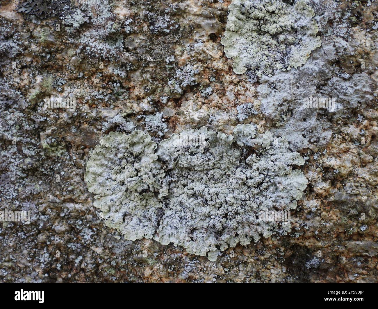 (Lepraria membranacea) Fungi Stock Photo - Alamy