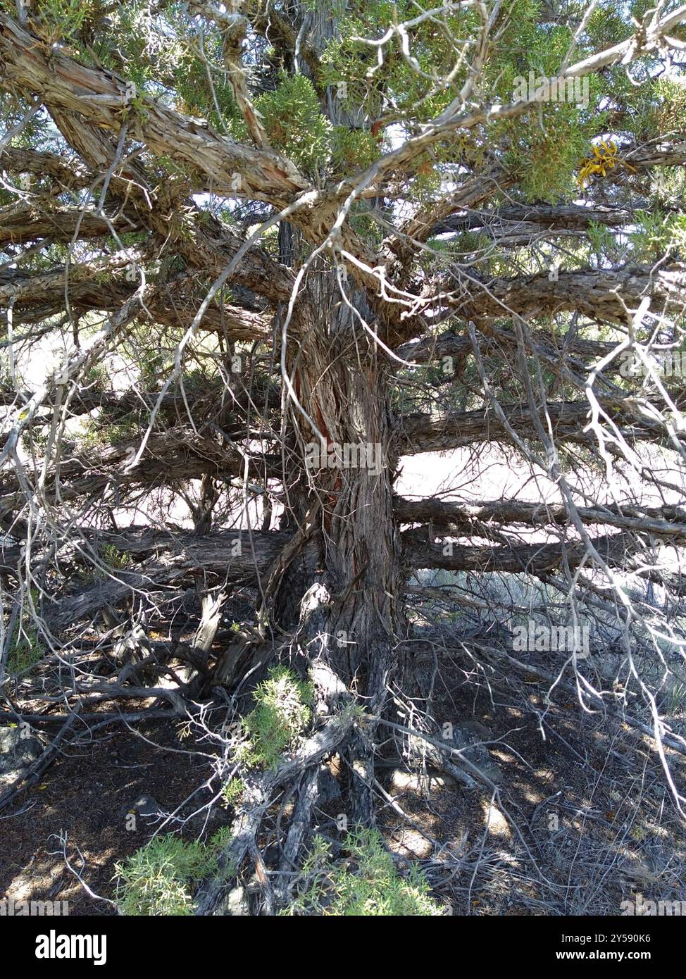 western juniper (Juniperus occidentalis) Plantae Stock Photo - Alamy
