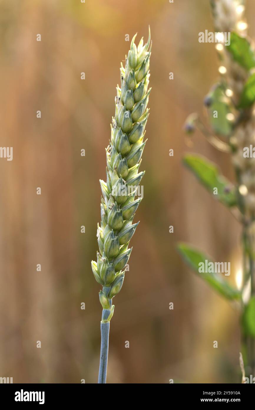 Unripe spike of wheat (lat. triticum Stock Photo - Alamy